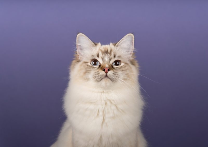 24 Types of Ragdoll Cat Colors & Patterns (With Pictures) - Catster