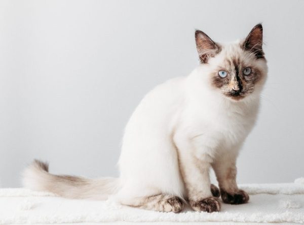 24 Types of Ragdoll Cat Colors & Patterns (With Pictures) - Catster