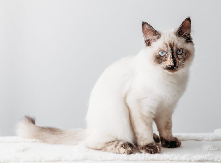 24 Types of Ragdoll Cat Colors & Patterns (With Pictures) - Catster