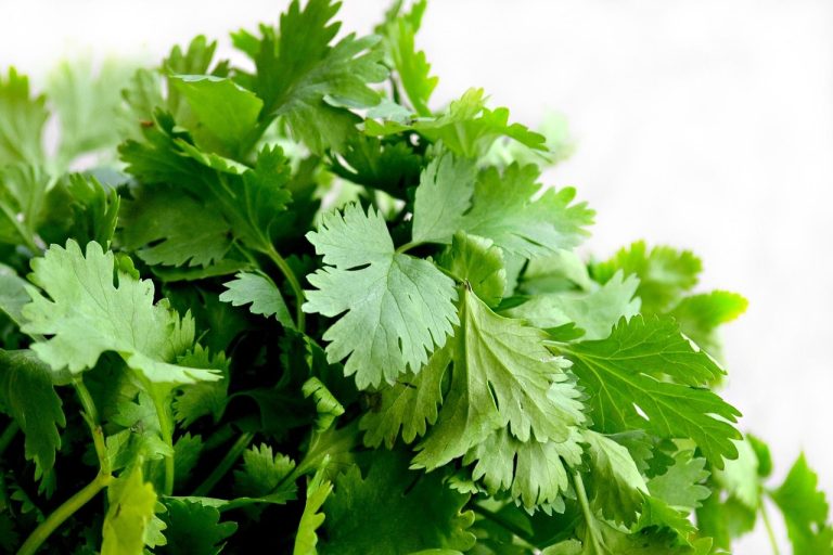 Can Cats Eat Cilantro? Vet-Reviewed Nutritional Facts & FAQ - Catster