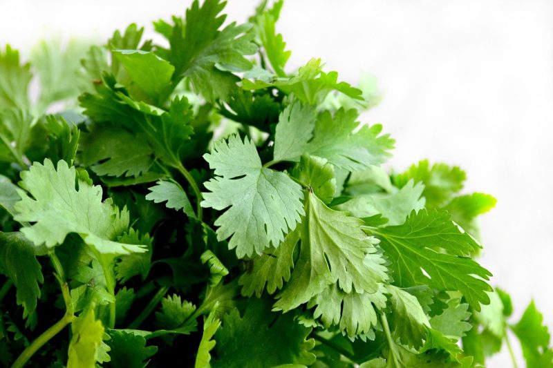 Can Cats Eat Cilantro? Vet-Reviewed Nutritional Facts & FAQ - Catster