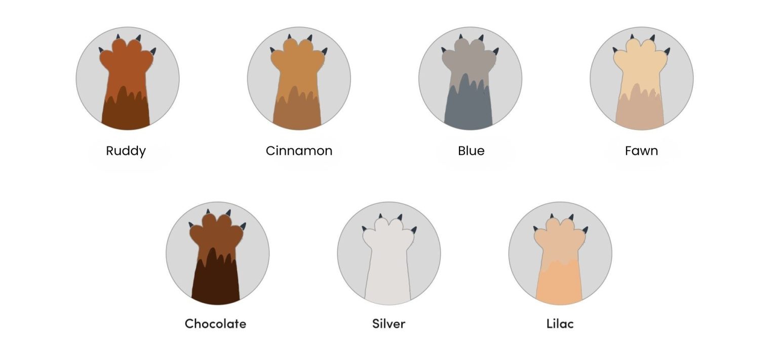 7 Vet-Verified Abyssinian Cat Colors: An Overview (With Pictures) - Catster