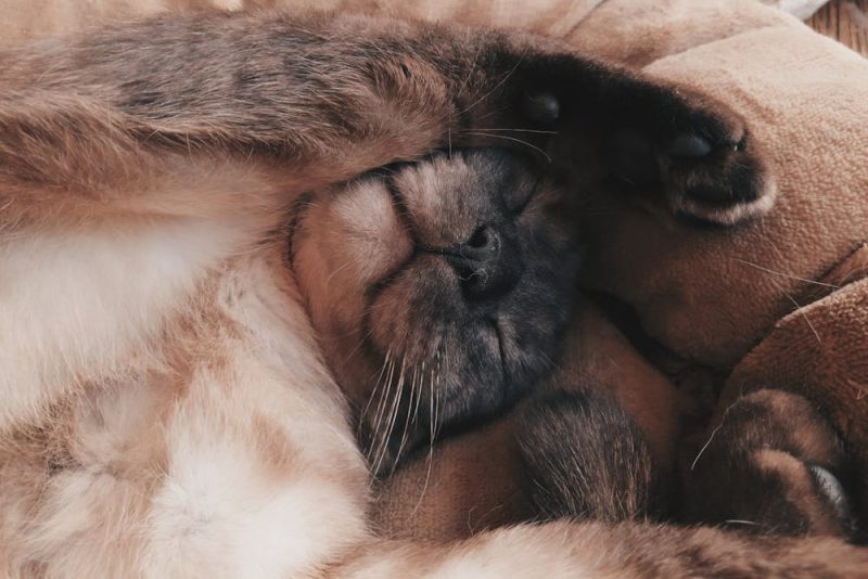 Why Do Cats Cover Their Face When They Sleep? 5 Likely Reasons (Vet ...