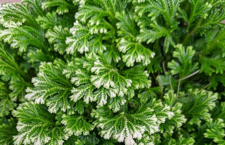 Are Frosty Ferns Toxic to Cats? Vet-Approved Facts & FAQ - Catster