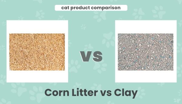 Corn Litter vs Clay: Our 2025 Comparison, Pros & Cons - Catster