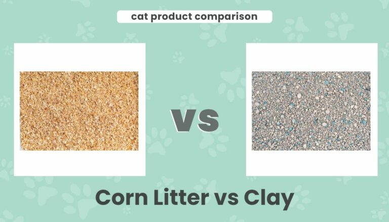 Corn Litter vs Clay: Our 2026 Comparison, Pros & Cons - Catster