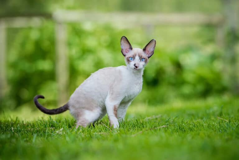 10 Vet-Verified Cornish Rex Facts That Cat Lovers Should Know - Catster