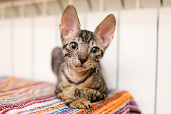 20 Cat Breeds With Big Ears (With Info & Pictures) - Catster