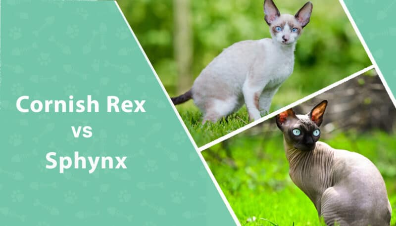 Cornish Rex vs. Sphynx: Differences Explained (With Pictures) - Catster