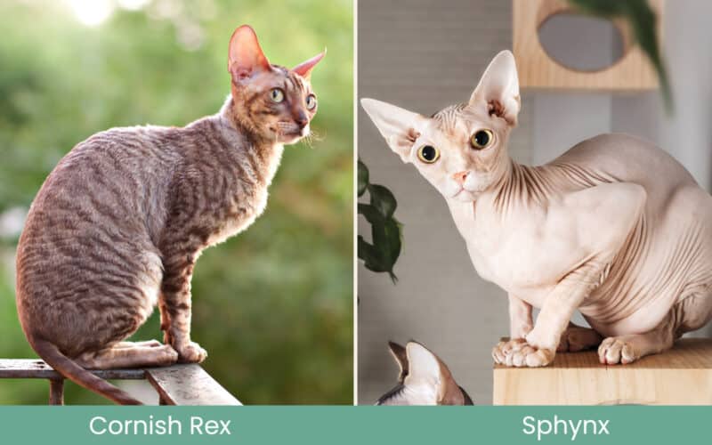 Cornish Rex vs. Sphynx: Differences Explained (With Pictures) – Cats ...