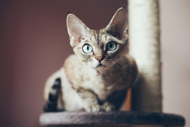 Cornish Rex Cat: Breed Info, Pictures, Traits & Facts - Catster