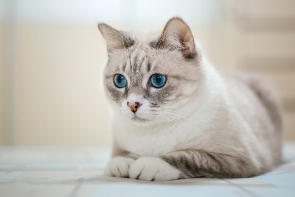 25 Blonde Cat Breeds: Top Choices for Your Home (With Info & Pictures ...