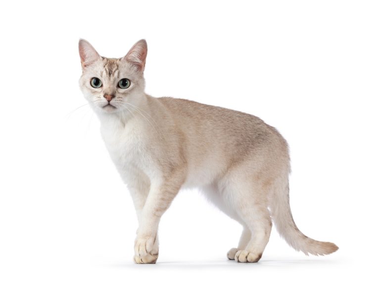 25 Blonde Cat Breeds: Top Choices for Your Home (With Info & Pictures ...