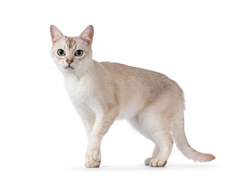 Asian Cat: Info, Pictures, Temperament & Care Guide - Catster