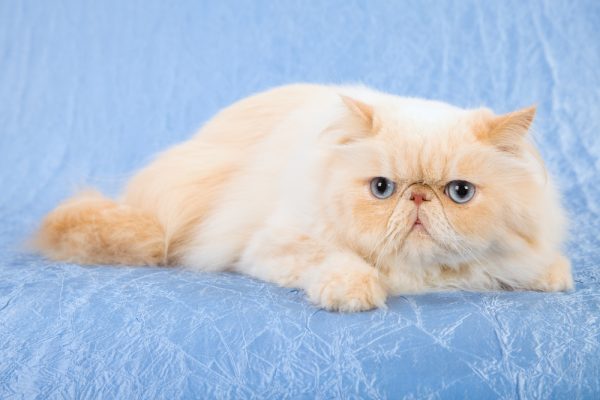12 Round-Face Cat Breeds: Top Choices for Your Home (With Info ...