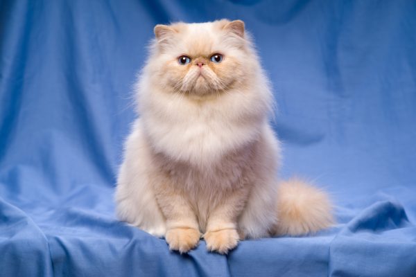 18 Persian Cat Colors & Patterns (With Pictures) - Catster