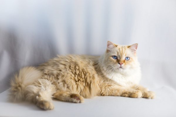20 Cool Cat Breeds: Top Choices for Your Home (With Info & Pictures ...