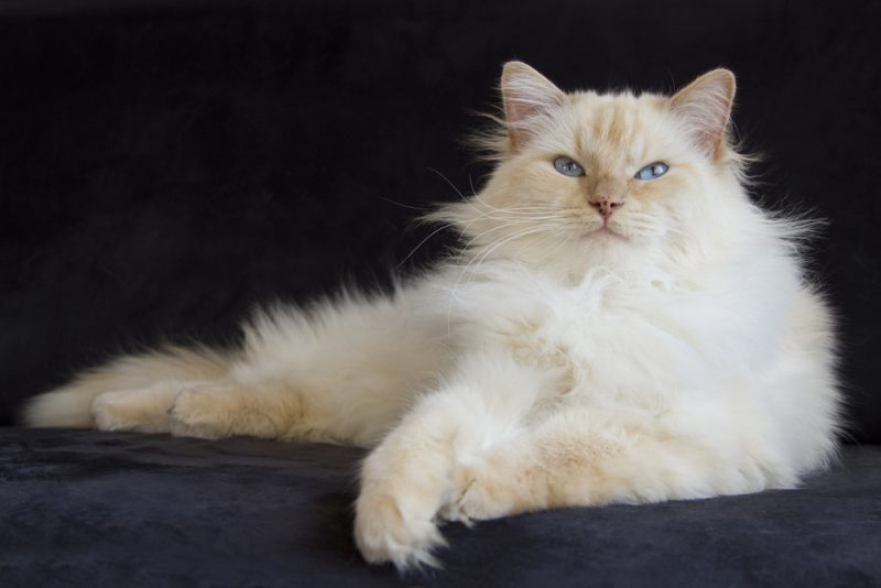 24 Types of Ragdoll Cat Colors & Patterns (With Pictures) - Catster
