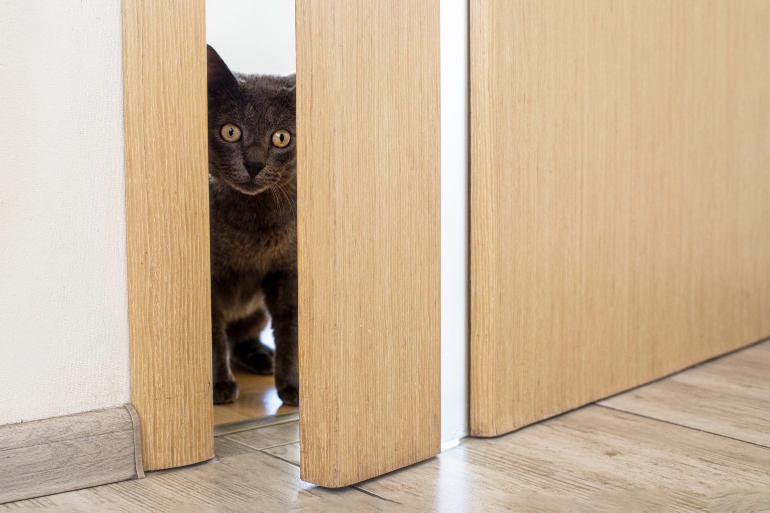 How to Keep a Cat Out of a Room: 10 Vet-Reviewed Recommendations - Catster