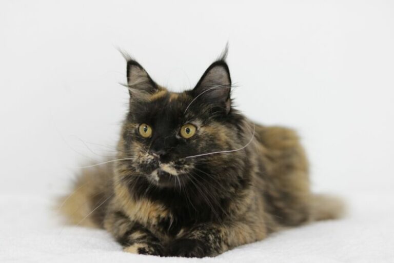 Tortie Maine Coon Cat: Info, Pictures, Facts & History - Catster