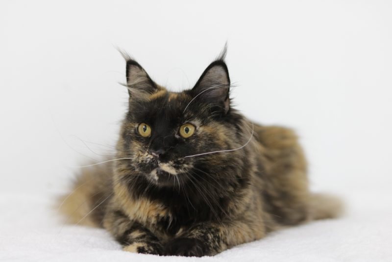 7 Types of Maine Coon Cat Colors (With Pictures) - Catster