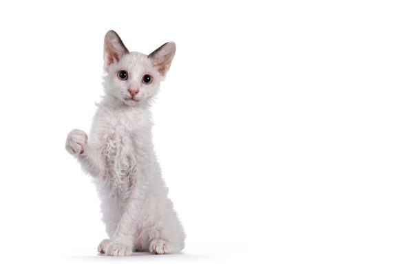 LaPerm Cat: Breed Info, Pictures, Traits & Facts - Catster