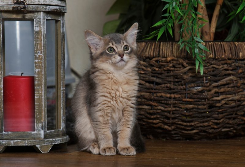 Somali Cat Breed Info: Pictures, Traits & Facts - Catster