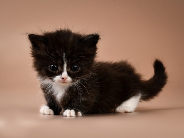 Black & White (Tuxedo) Munchkin Cat Breed: Info, Pictures, Origin ...