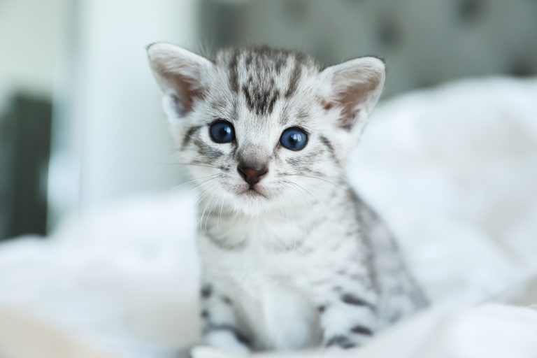 Why Are Cats So Cute? 6 Scientific Reasons We Love Them - Catster