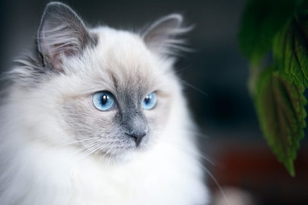 Blue Lynx Ragdoll Cat: Info, Pictures, Facts & History - Catster