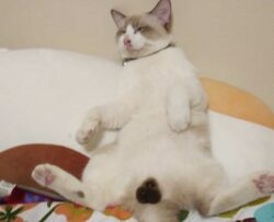 Why Is My Cat Is Sitting Like a Person? Is That Normal? - Catster