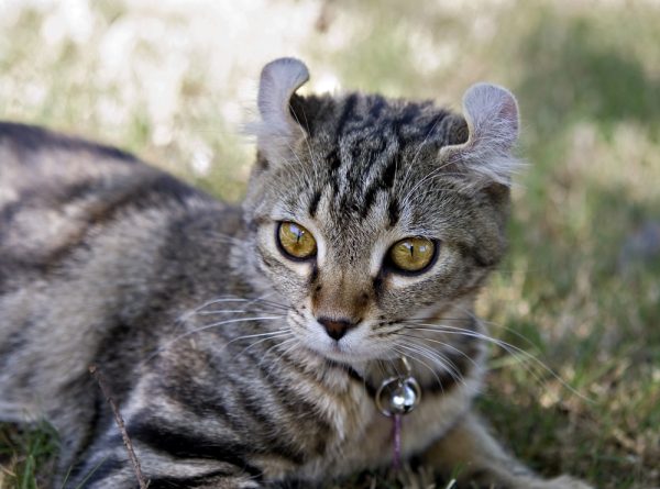 Highlander Cat Breed: Info, Pictures, Temperament & Traits - Catster