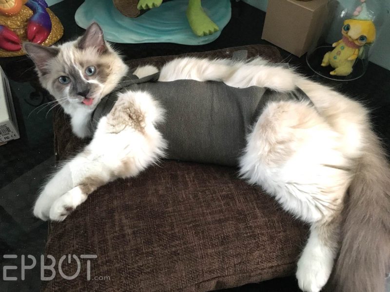 5 Vet-Approved DIY Cat Cones to Make at Home (With Pictures) - Catster