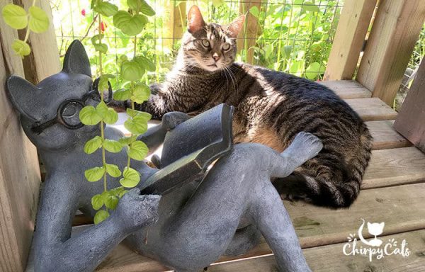 15 Free DIY Catio Plans That Are Perfect For the Outdoors (With ...