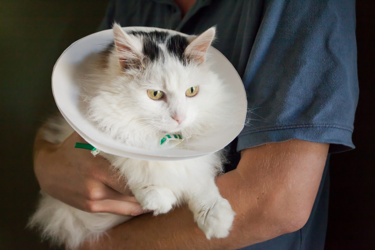 5 Vet-Approved DIY Cat Cones to Make at Home (With Pictures) - Catster