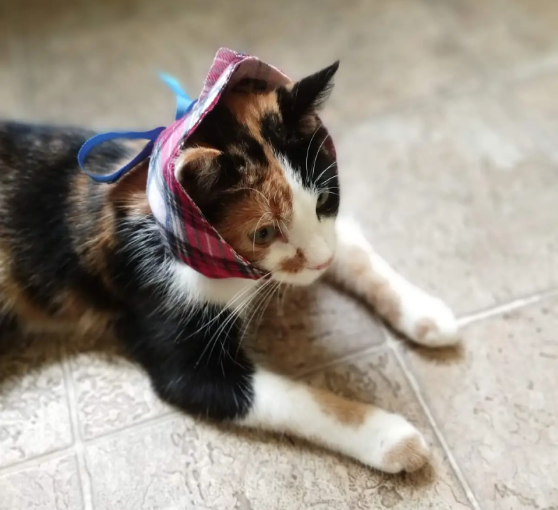 5 Vet-Approved DIY Cat Cones to Make at Home (With Pictures) - Catster