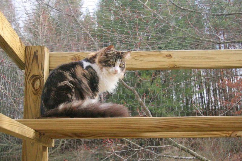 15 Free DIY Catio Plans That Are Perfect For the Outdoors (With ...