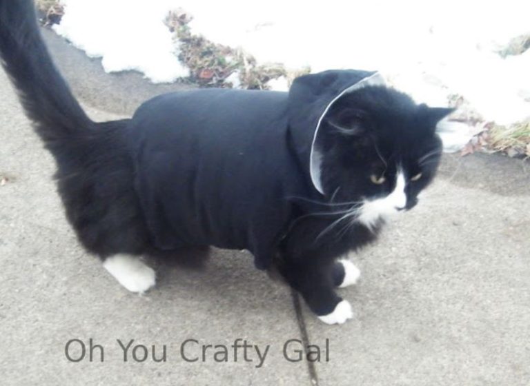 7 Amazing DIY Clothes for Cats You Can Create at Home (With Pictures ...