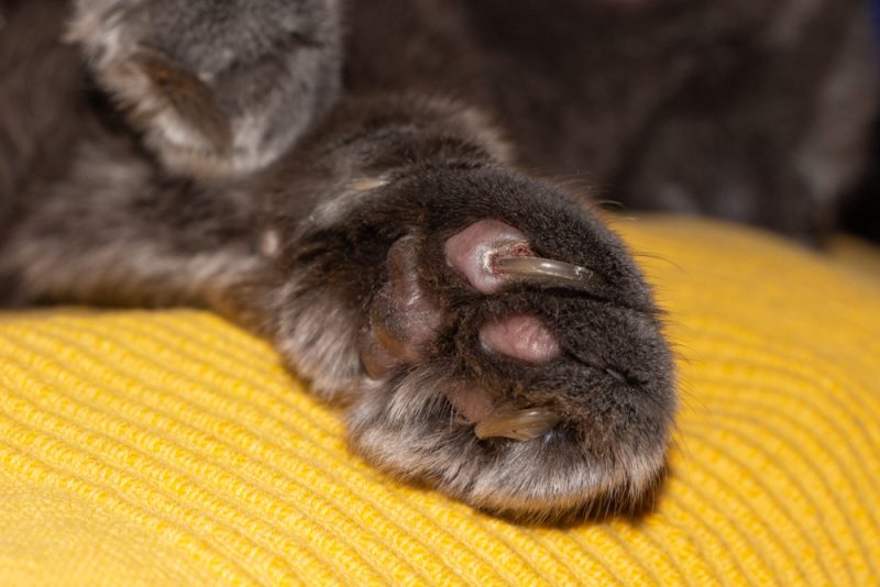 Cat Horned Paws: Our Vet Explains What It Is & What to Do - Catster
