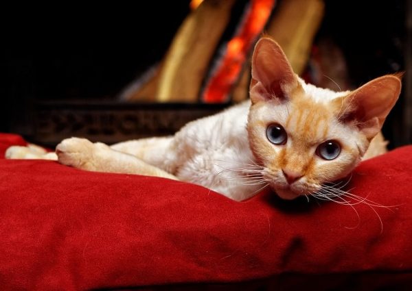 Oregon Rex Cat: Info, Pictures, Traits & Facts - Catster