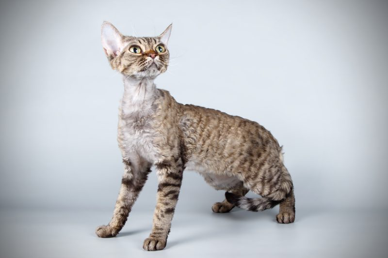 Devon Rex Cat Health Problems: 8 Vet-Reviewed Inherited Issues - Catster