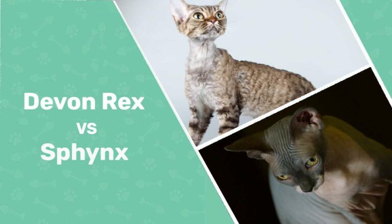 Devon Rex vs Sphynx Cat: What’s the Difference? (With Pictures) - Catster