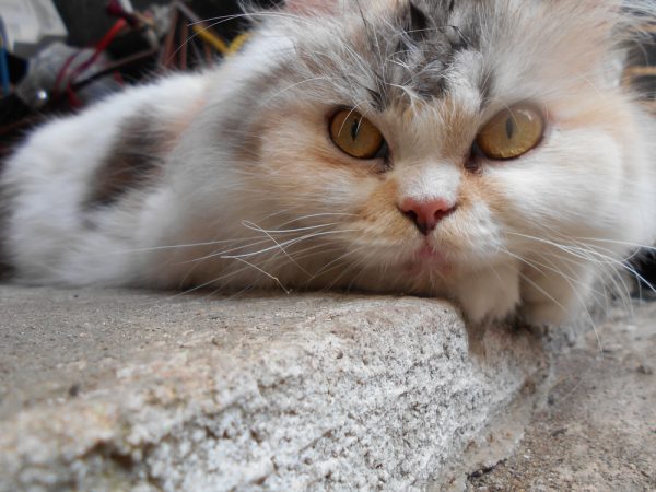 15 Turkish Angora Cat Colors & Patterns (With Pictures) - Catster