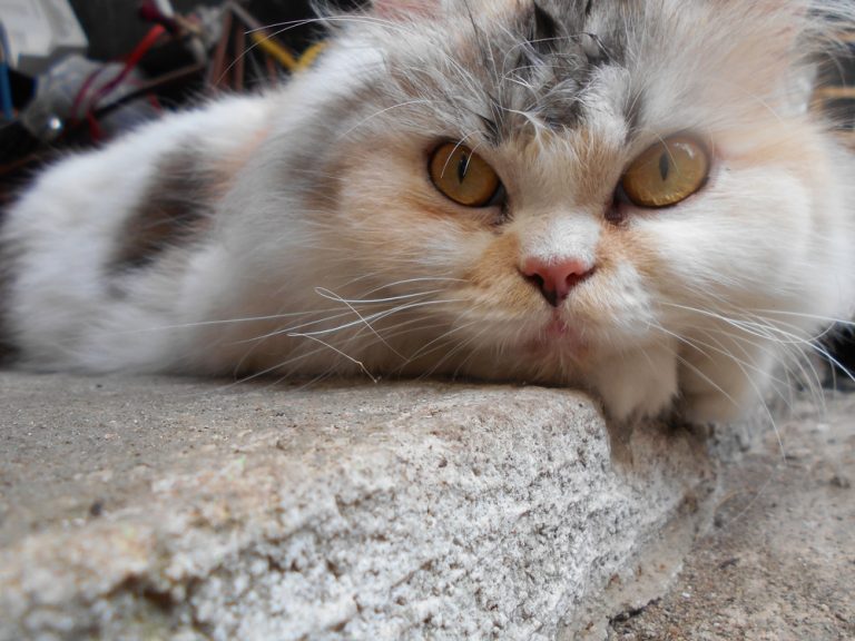 15 Turkish Angora Cat Colors & Patterns (With Pictures) - Catster