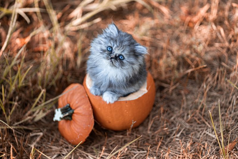 Doll Face Persian Cat: Breed Info, Pictures, Temperament & Traits - Catster