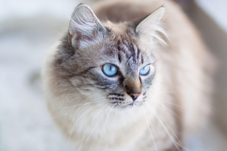 How Far Can Cats See? Vet-Verified Feline Vision Facts - Catster