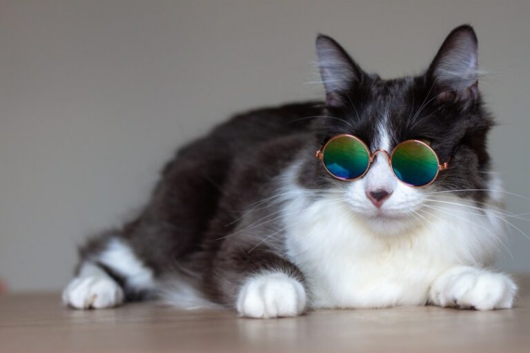 15 TikTok & Instagram Cat Celebrities (With Pictures) - Catster