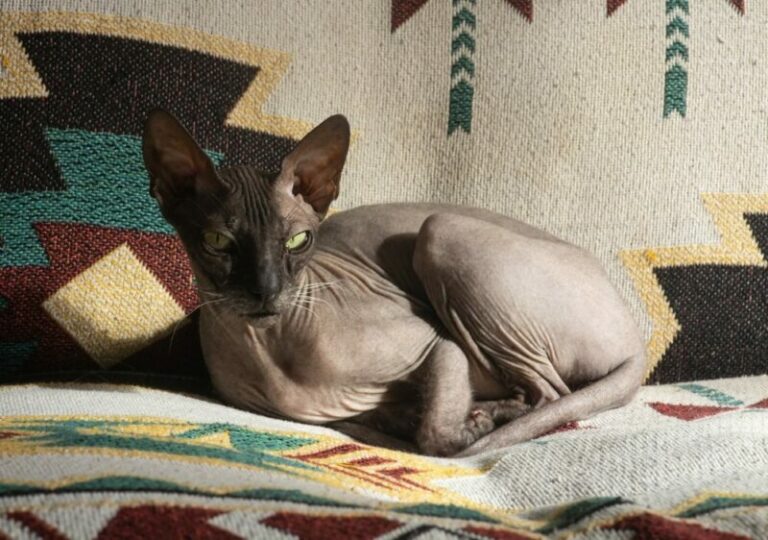 How to Care for Hairless Cats: Vet-Approved Tips & Guide - Catster