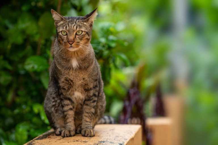 Dragon Li vs Tabby: What’s the Difference? (With Pictures, Vet-Reviewed ...