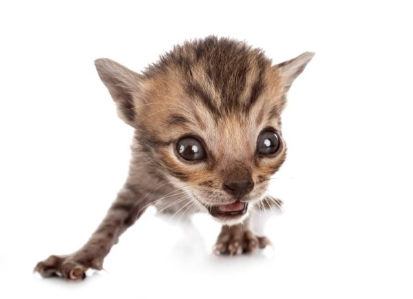 10 Common Cat Genetic Mutations (Vet-Approved) - Catster